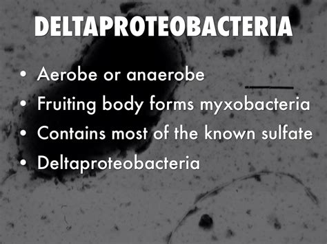 Bacteria By Kayla Dubose