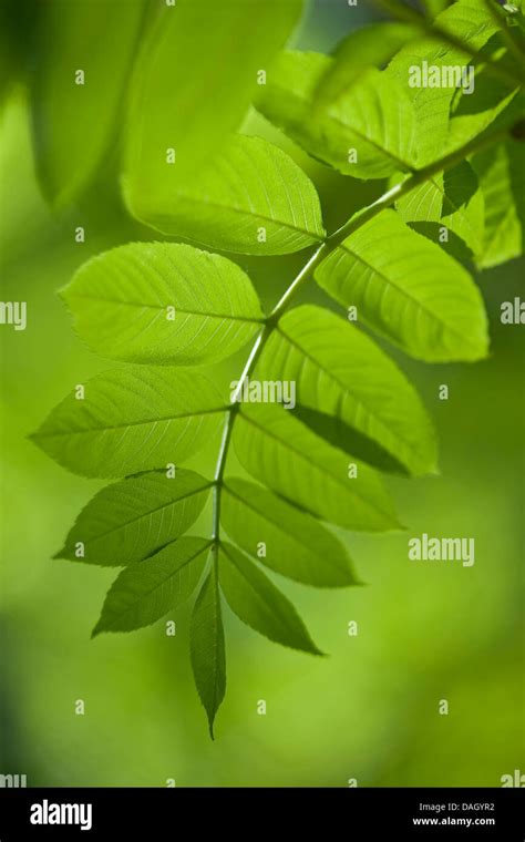 Common Ash European Ash Fraxinus Excelsior Leaf Germany Stock