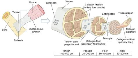 Tendon Anatomy And Organization The Interface Where The Tendon Download Scientific Diagram