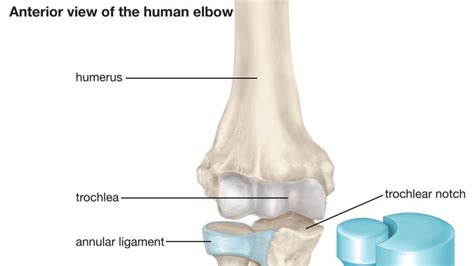 Trochlear Notch Anatomy Britannica