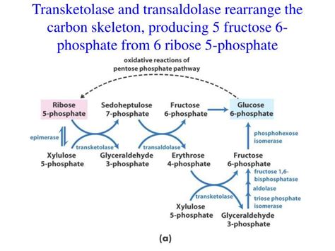 Ppt Pentose Phosphate Pathway Powerpoint Presentation Id 6909449