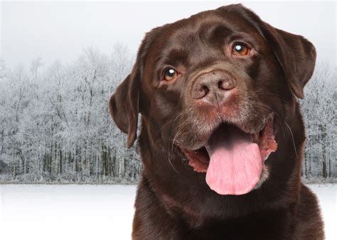 8 Labrador Retriever Coat Colors Pictures Dog Discoveries