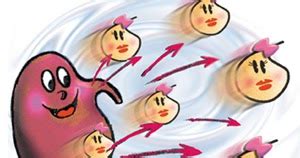 Biometria Hematica Eritropoyetina