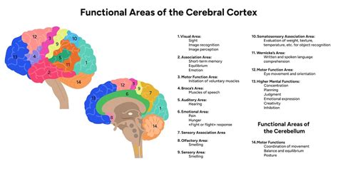 Premium Vector Diagram Of Functional Areas Of Cerebral Cortex Human Brain Anatomy Educational