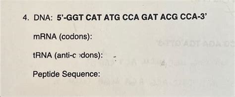 Solved 4 Dna 5 Ggt Cat Atg Cca Gat Acg Cca 3 Mrna