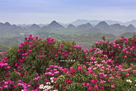 贵州毕节有个百里杜鹃风景区，真美啊！杜鹃杜鹃花海杜鹃花新浪新闻