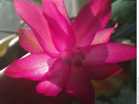 12 лучших растений для детской комнаты | Fit.ru