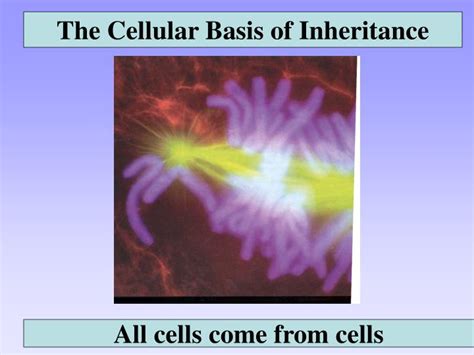 Ppt The Cellular Basis Of Inheritance Powerpoint Presentation Free