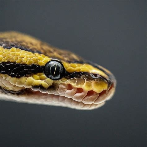 Python For Data Science 5 Secret Weapons To Boost Your Productivity By Tori Elstrom Jul