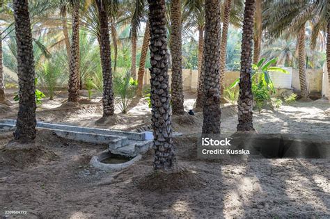 Palm Trees And The Ancient Falaj Irrigation System In Al Ain Oasis Uae