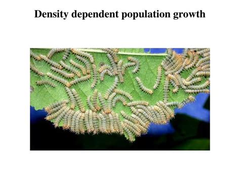PPT Density Dependent Population Growth PowerPoint Presentation Free Download ID 1940123
