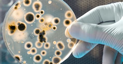 Factors Affecting Microbial Growth Airtek Environmental New York