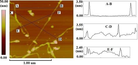 Atomic Force Microscopy Afm Image Of Single Walled Carbon Nanotubes Download Scientific