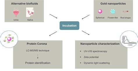 Interaction Of Colloidal Gold Nanoparticles With Urine And Saliva
