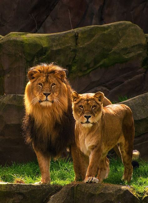 Lioness Wallpapers 4k Hd Backgrounds On Wallpaperbat