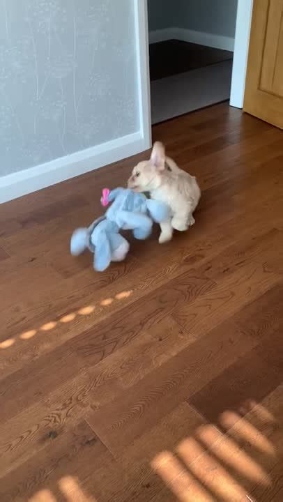 Kuljit Singh On Linkedin Well I Have Finally Got Myself A Cockapoo