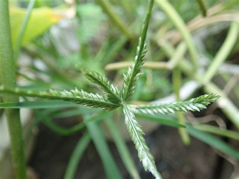 Common Weeds In Georgia Lawns