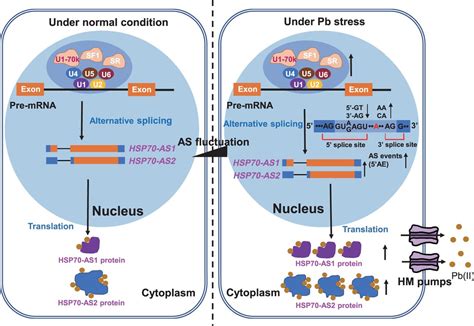 Swath Ms Based Proteogenomic Analysis Reveals The Involvement Of Alternative Splicing In Poplar