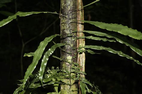 Asplenium Callipteris Aspleniaceae
