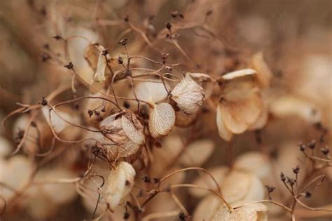 Growing Hydrangea From Seeds How To Harvest And Plant Learningvale