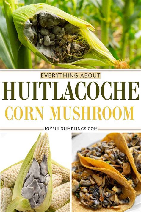 Corn Smut Recipe