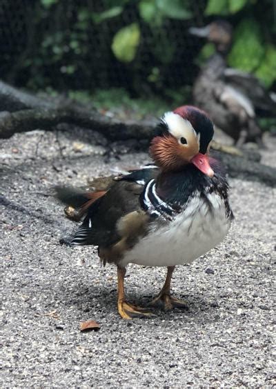 Post [187842725200] Wildlife Tumbex