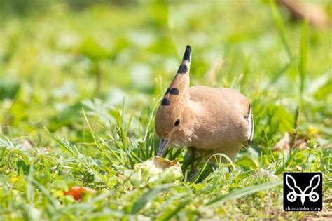 ヤツガシラ2019年3月13日 14時34分野鳥情報一覧 沖縄本島八重山石垣島西表島竹富島などで野鳥撮影バードウォッチング