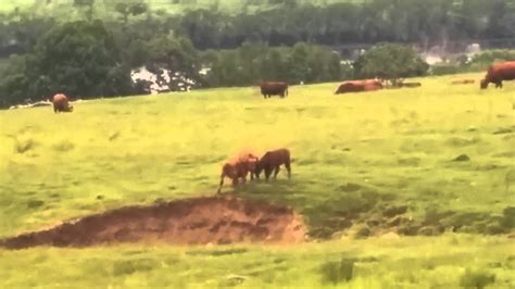 Cows Tipping Cows Youtube