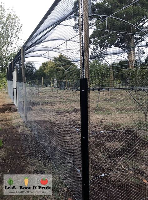 Fruit Tree Netting Walk In Orchard Structure Melbourne Leaf Root Fruit Gardening Services