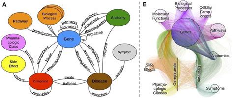 16 Heterogeneous Networks In Biology Hetnets Contain Edges And Nodes