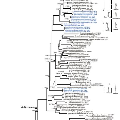 Phylogenetic Tree Based On Combined Data Set Of Its Lsu Tef Rpb1 And Download Scientific