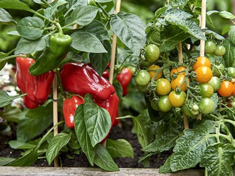 Cuánto Tarda Una Planta De Morrón En Dar Frutos Según Expertos