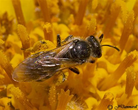 Small Halictus Lasioglossum Bugguide Net