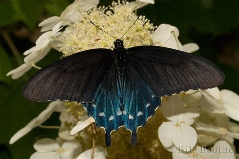 Pipevine Swallowtail Swallowtails Nature In Focus