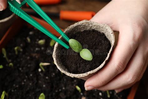 Woman Taking Care Of Seedling At Table Closeup Stock Photo Image Of Hand Flora 255375970