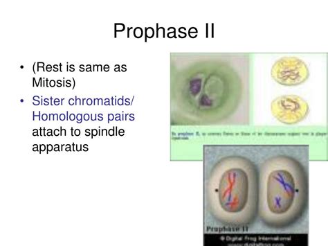 Ppt Mitosis Vs Meiosis No Sex Vs Sex Powerpoint Presentation Free Download Id 1122751