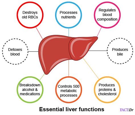 Love Thy Liver 7 Essential Things About Liver And Its Detox Factdr