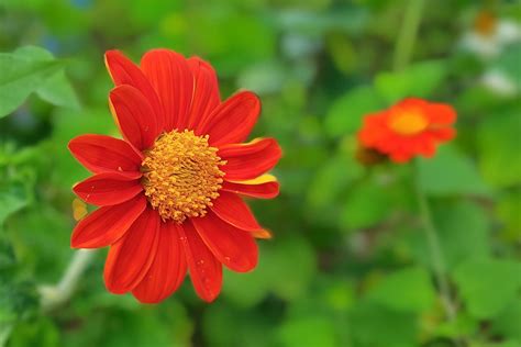 Dahlia Flower Red Free Photo On Pixabay Pixabay