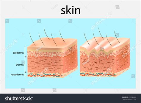 Structure Skin Younger Skin Aging Skin Vector Có Sẵn Miễn Phí Bản Quyền 411149080