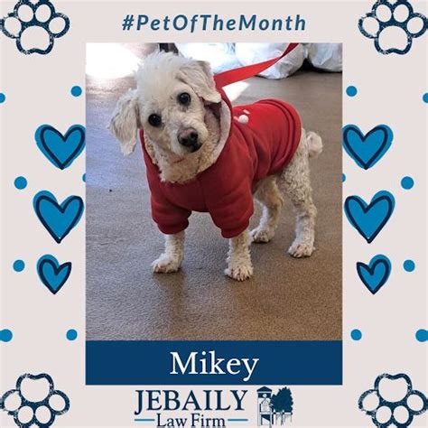 Jebaily Law Firm On Linkedin Petofthemonth