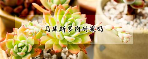 马库斯多肉耐寒吗 发财农业网