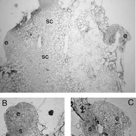 Origin Of Scutellum Derived Somatic Embryo Cultured In DSEM A Cross Download Scientific