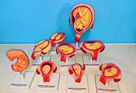Plastic Stages Of Development Of Embryo At ₹ 2950 Piece In Jaipur Id