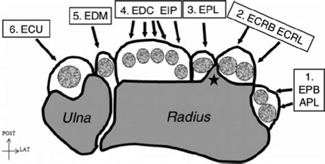 Wrist Extensor Tendons