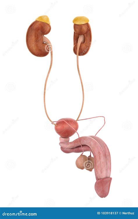 Ejemplo Genitourinario Masculino Del Sistema Stock De Ilustración