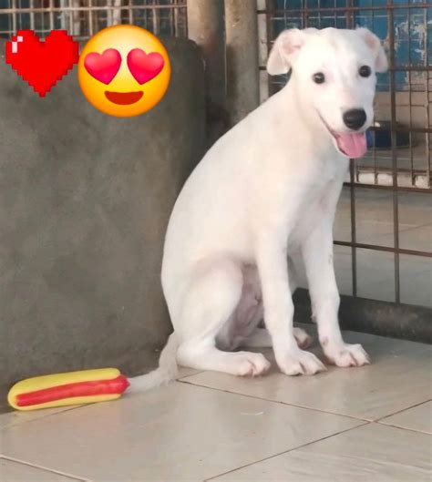 Spca Name Blaze Age Approx 5 Months Sex Female Desexing Upon Adoption Treatment Records