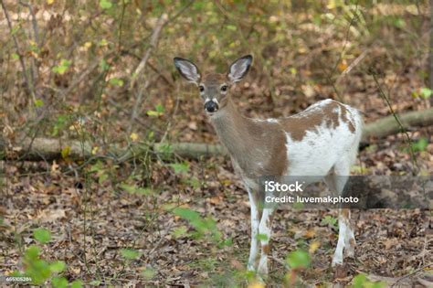 Piebald Whitetail Deer