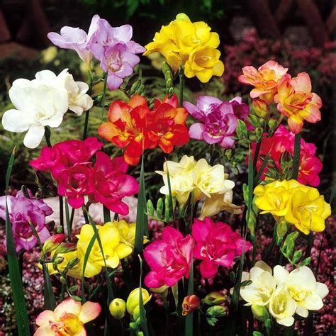 Freesia Double Flowering Mix 20 Flower Bulbs Patio