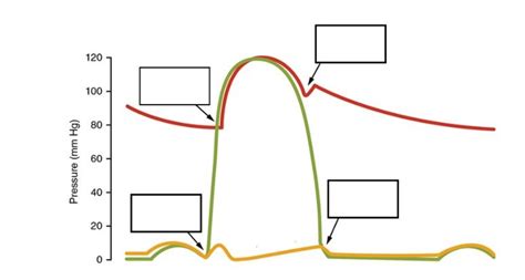 Cardiac Cycle Graph Diagram Quizlet