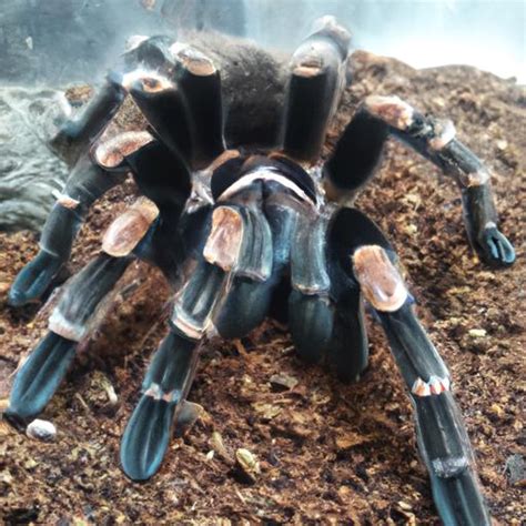 Biggest Tarantula Exploring The Fascinating World Of Giant Spiders